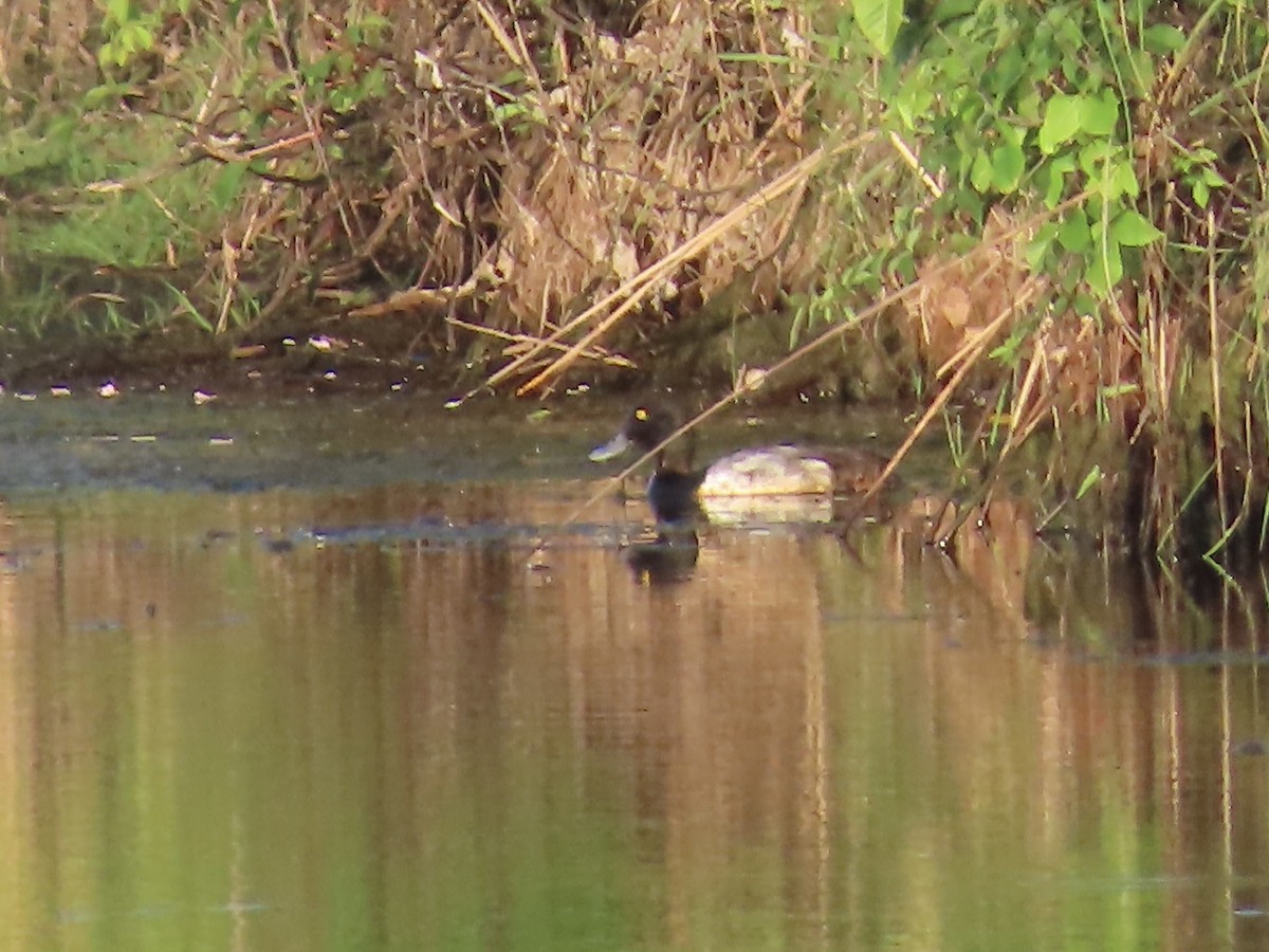 eBird Checklist - 1 Jul 2024 - Parker River NWR - 35 species