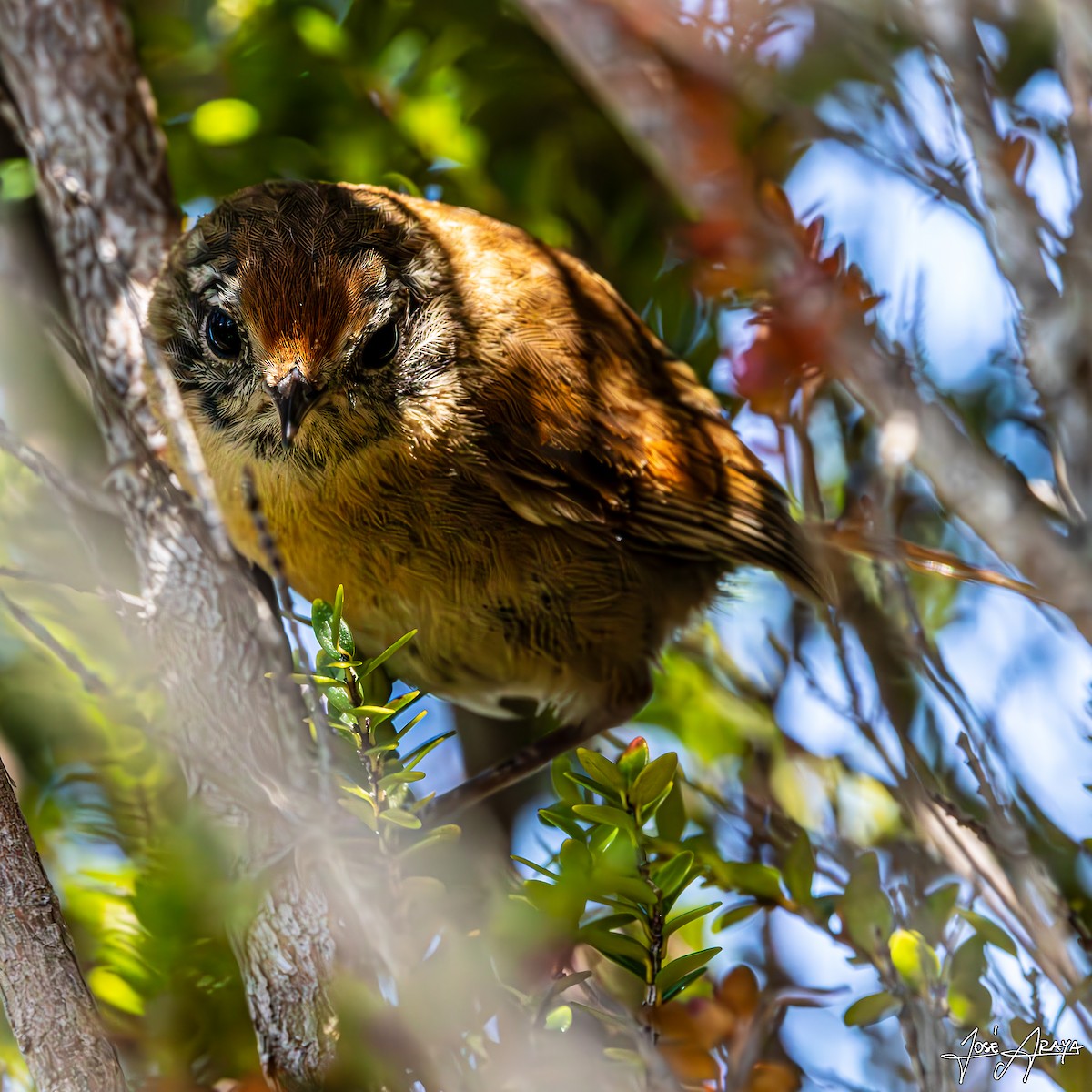 eBird Checklist - 6 Jan 2024 - Parque Nacional Chiloé - 6 species
