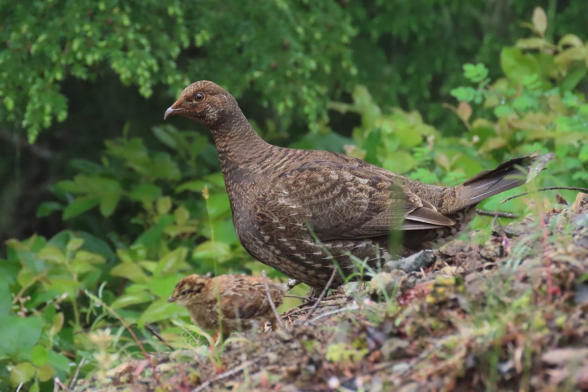 eBird Checklist - 27 Jun 2024 - Olympic NP--Hurricane Ridge - 5 species