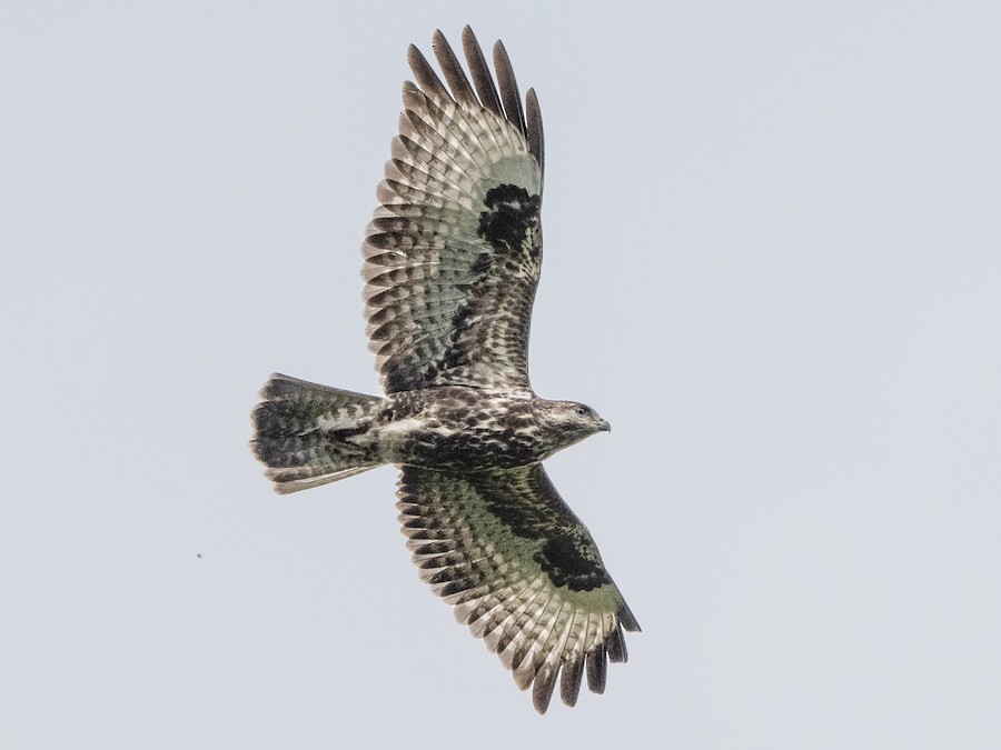 Mountain Buzzard - eBird