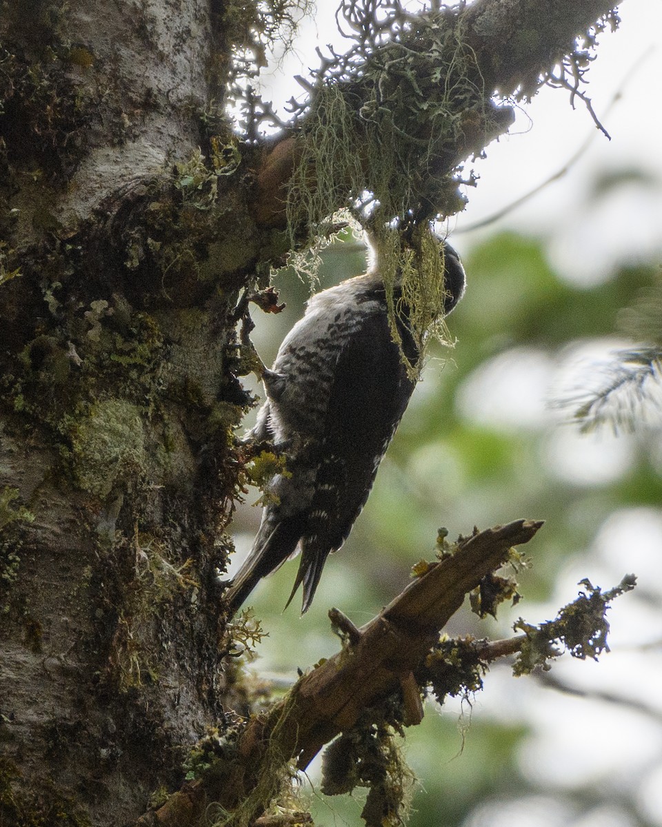 eBird Checklist - 1 Jul 2024 - Larch Mountain - 13 species (+2 other taxa)