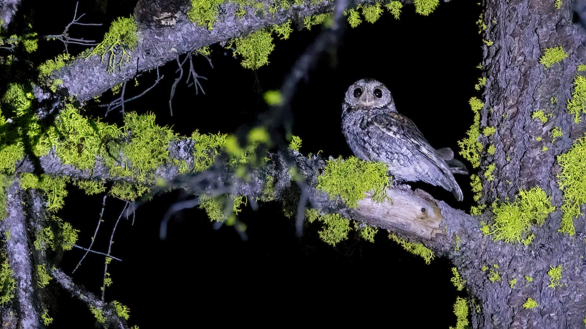 eBird Checklist - 29 Jun 2024 - Blewett Pass- Scotty Creek - 2 species