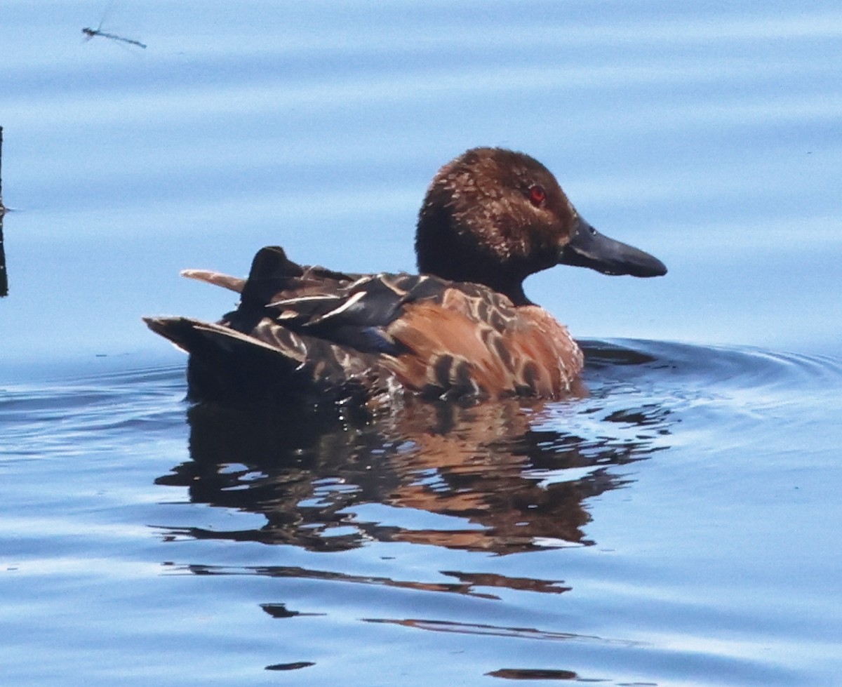 eBird Checklist - 1 Jul 2024 - Tule Lake NWR (SIS Co.) - 42 species