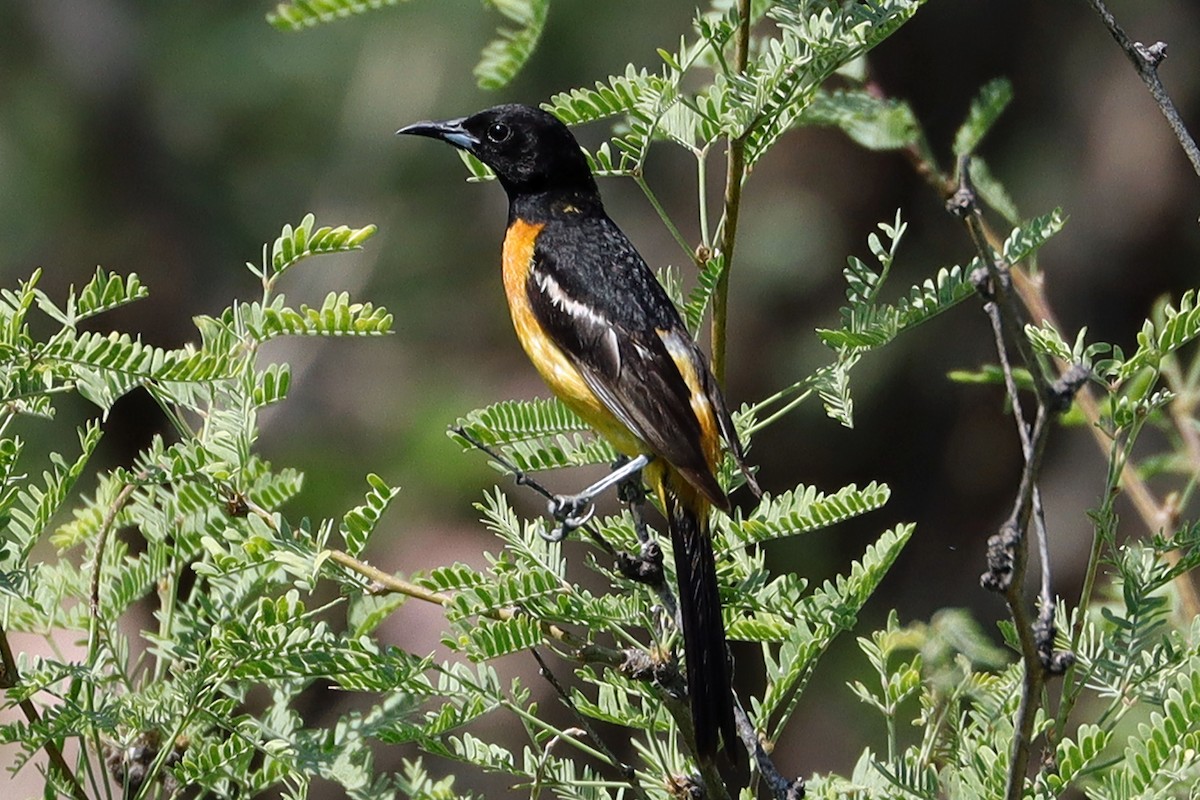 new world oriole sp. - eBird