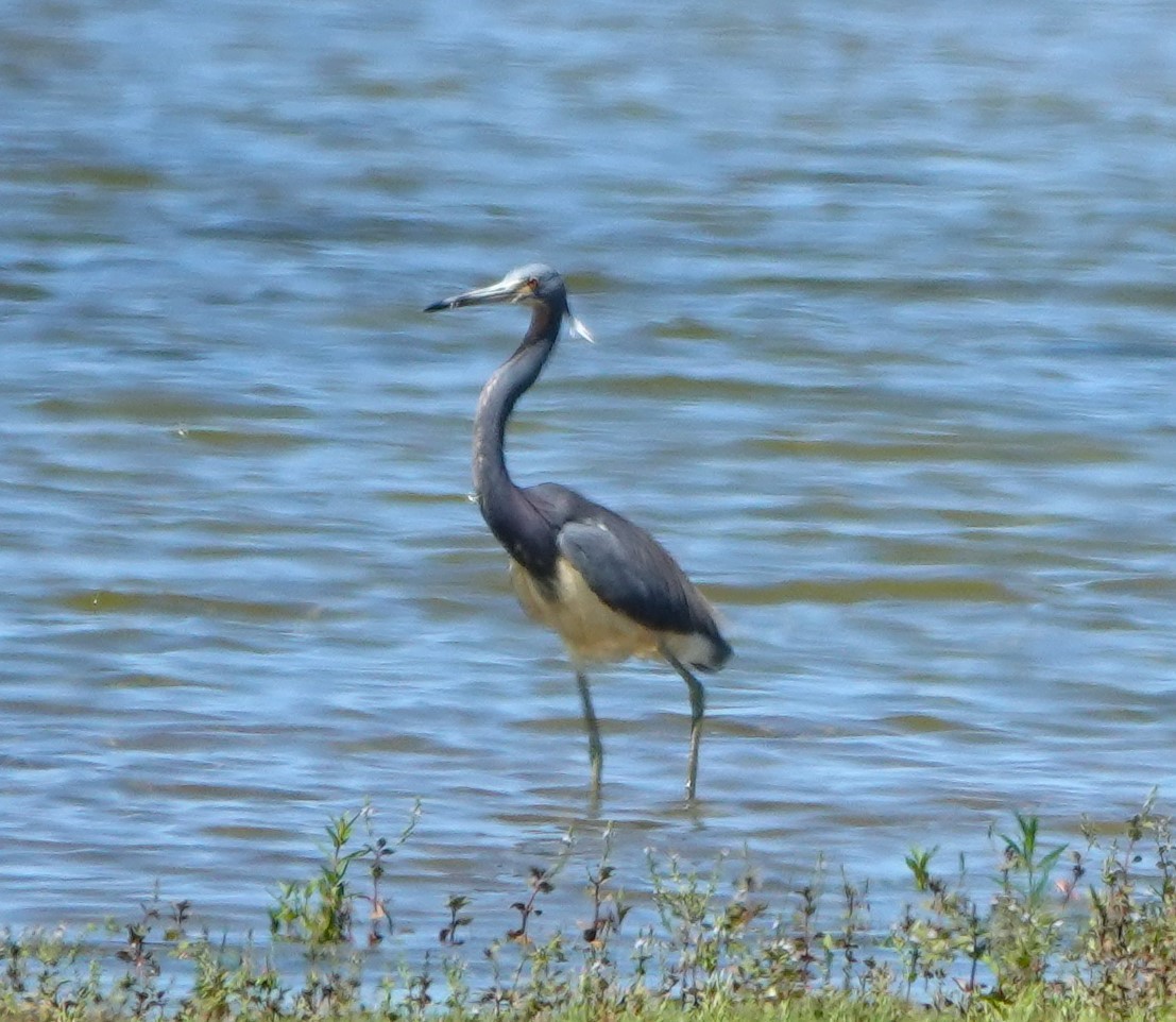 eBird Checklist - 1 Jul 2024 - Presque Isle SP--Gull Pt. - 22 species