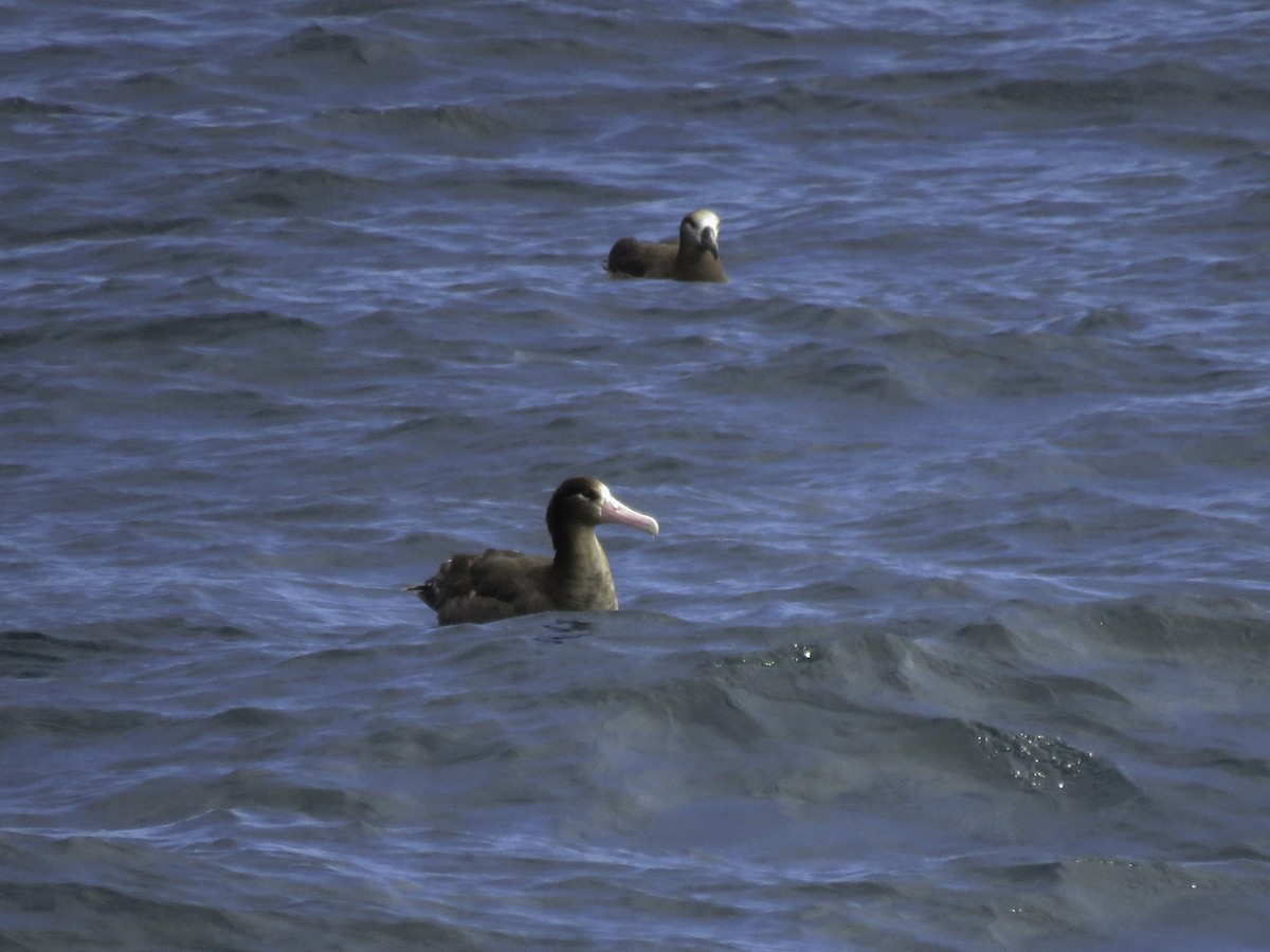 eBird Checklist - 1 Jul 2024 - Pacific Ocean S of Scott Islands (50.608 ...
