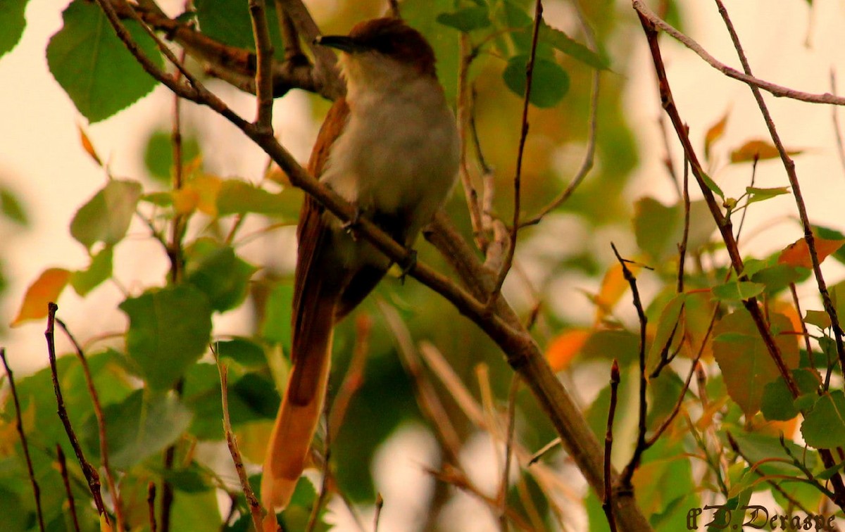 eBird Checklist - 1 Jul 2024 - Chez Dorina - 1 species