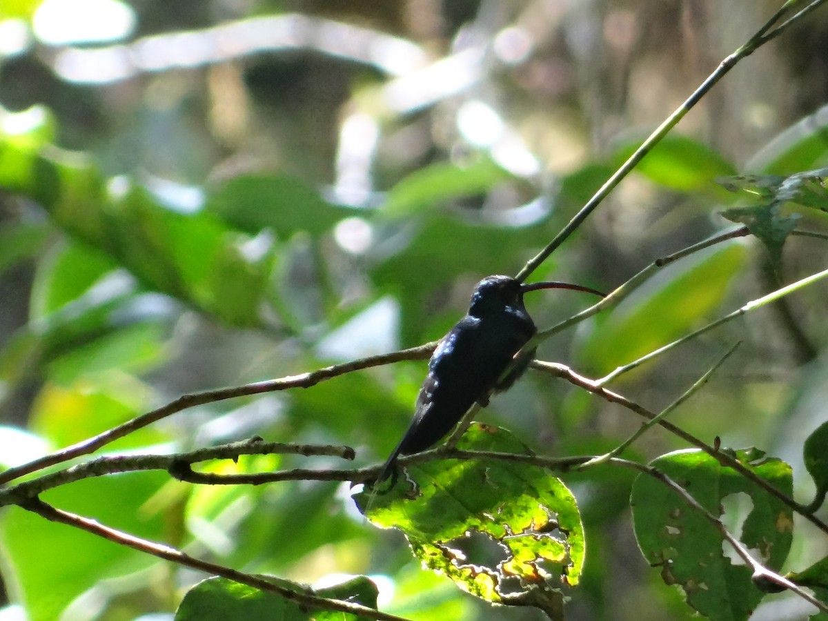 eBird Checklist - 20 Aug 2013 - Monteverde Cloud Forest Biological ...