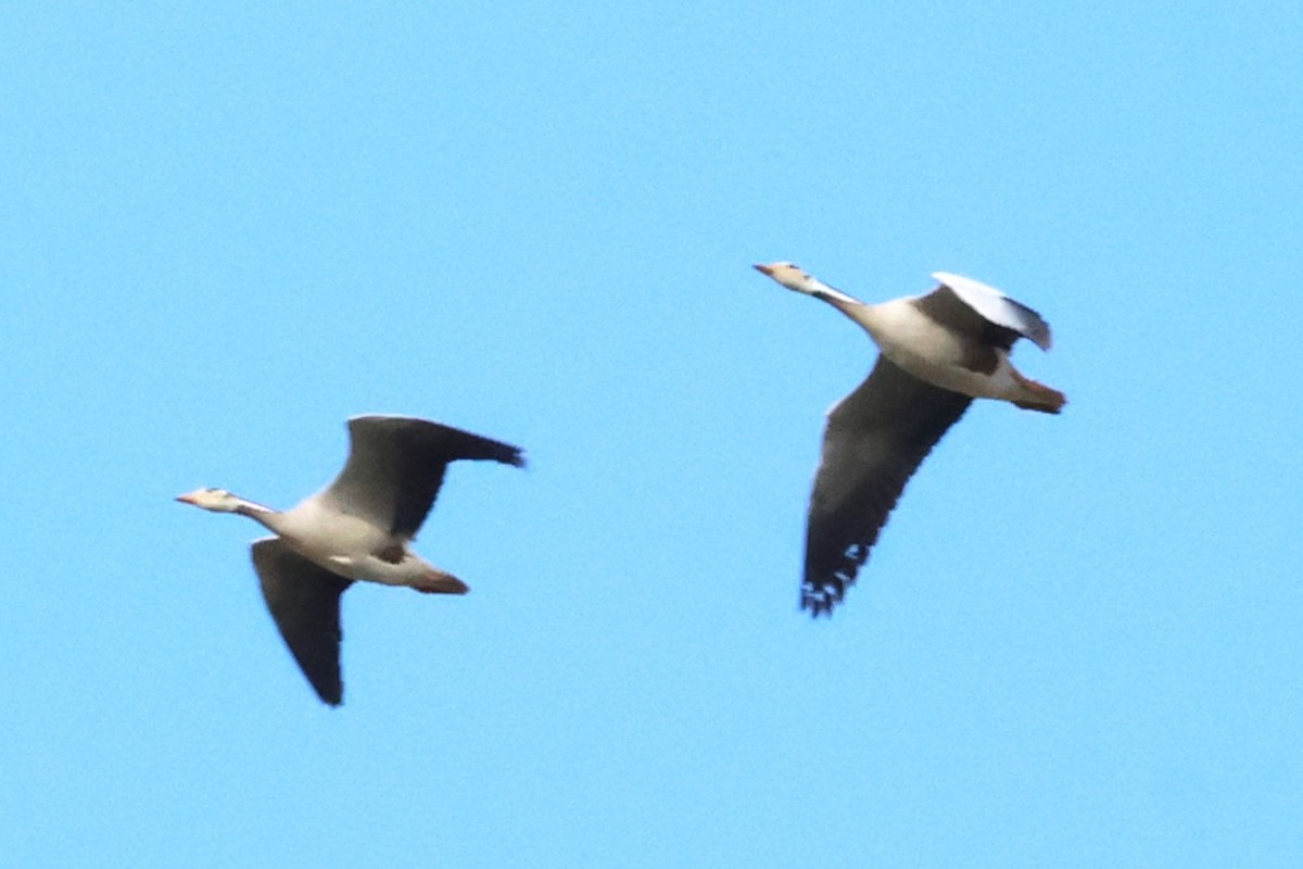 eBird Checklist - 19 Jun 2024 - Steppe Nomads Camp, Gun Galuut NR ...