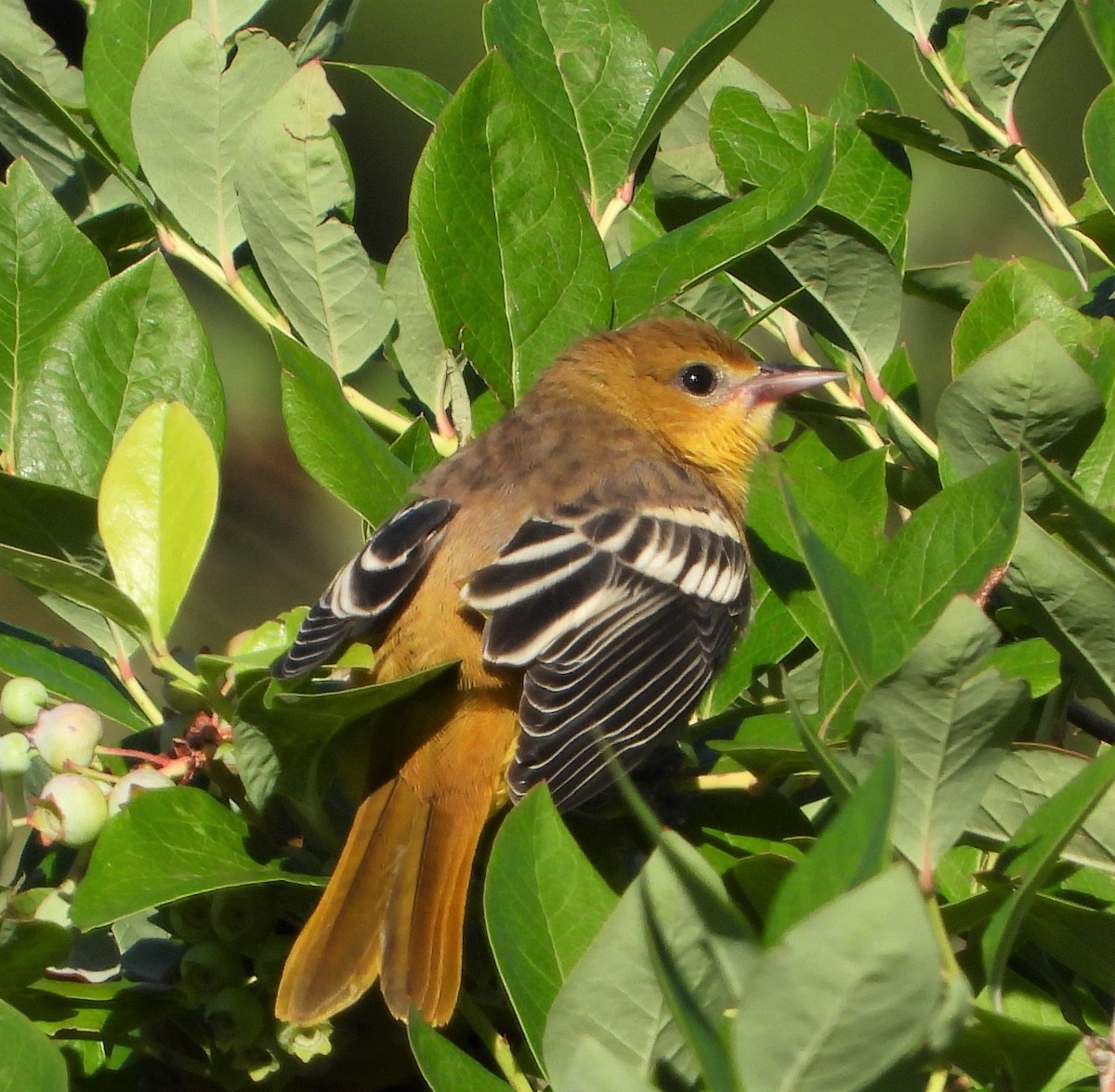 Pennsylvania Bird Atlas Checklist - 2 Jul 2024 - SV Ridge - 38 species