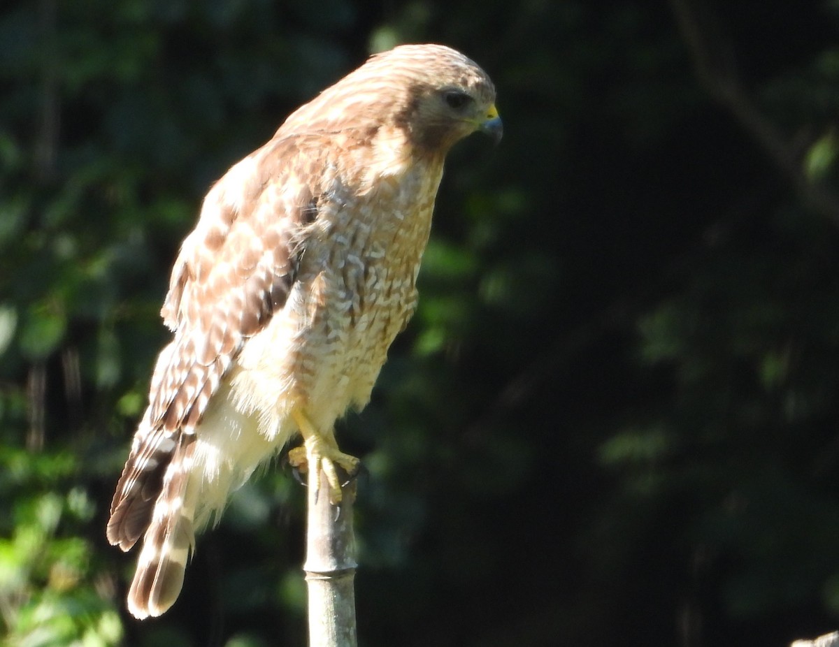eBird Checklist - 2 Jul 2024 - Greenbelt Community Garden - Henry's ...