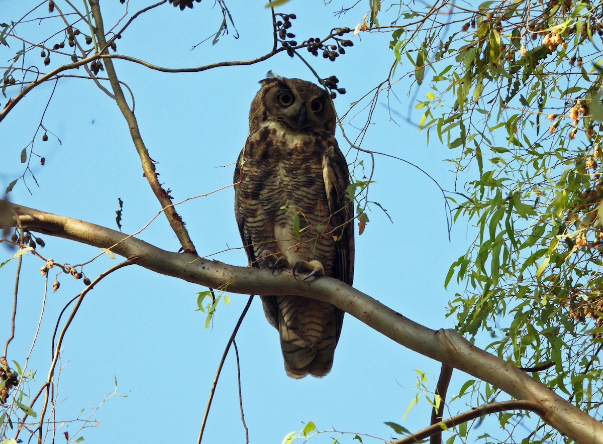 eBird Checklist - 2 Jul 2024 - Frank G. Bonelli RP/Puddingstone ...