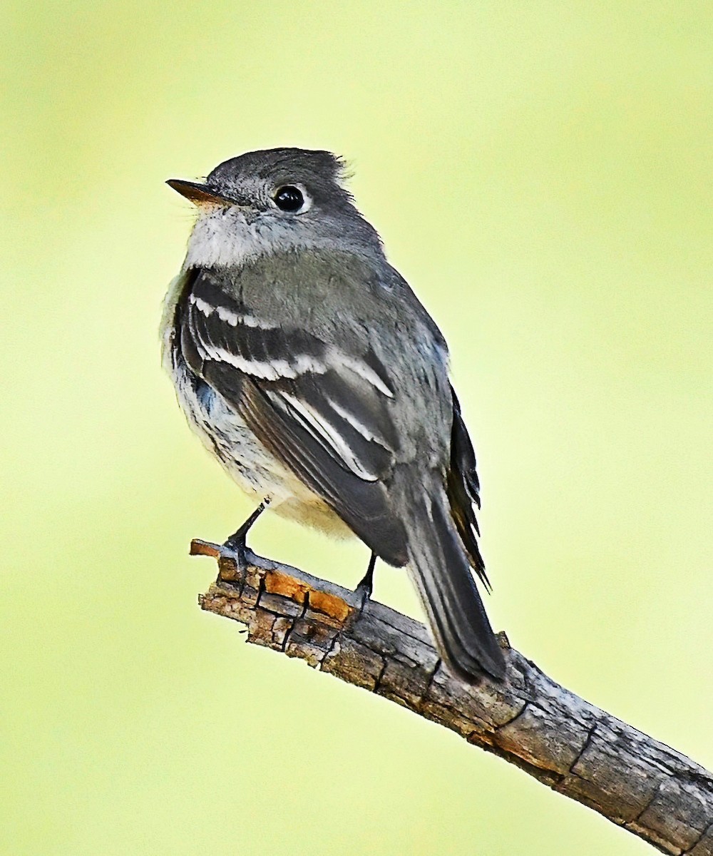 eBird Checklist - 2 Jul 2024 - Eldorado Mountain Open Space--Goshawk ...