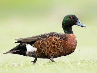 Chestnut Teal - eBird