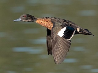 Chestnut Teal - eBird