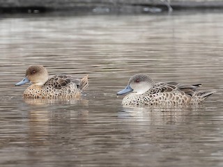 Chestnut Teal - eBird