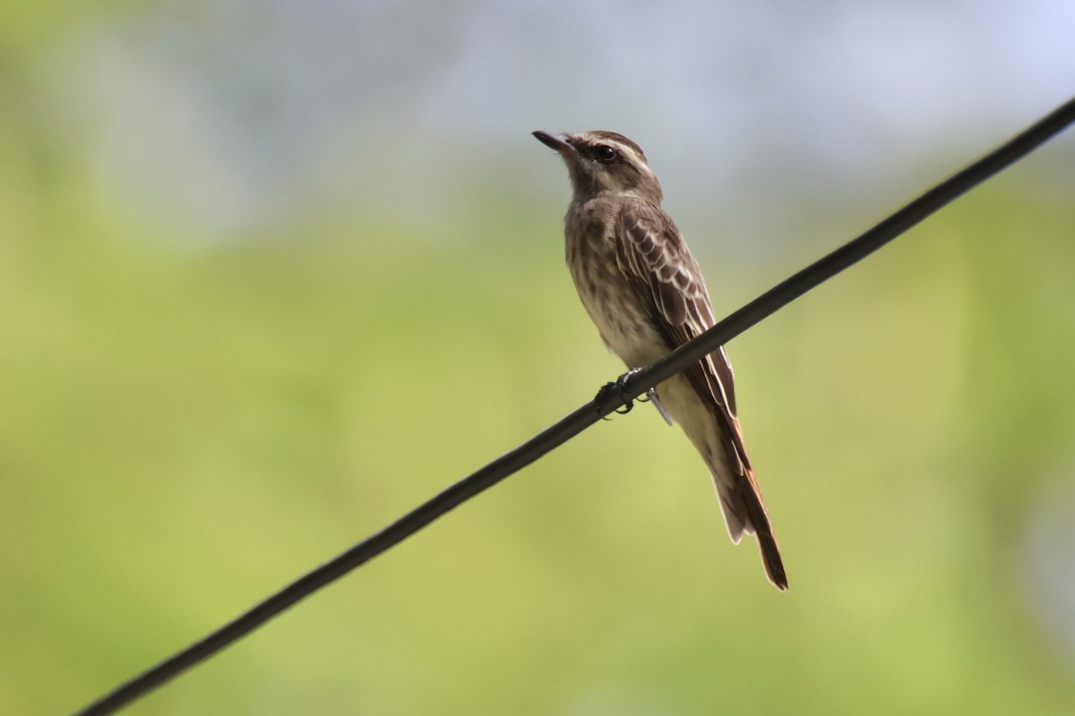 eBird Checklist - 12 Jun 2024 - Avenida Torquato Tapajós, 74, Manaus BR ...