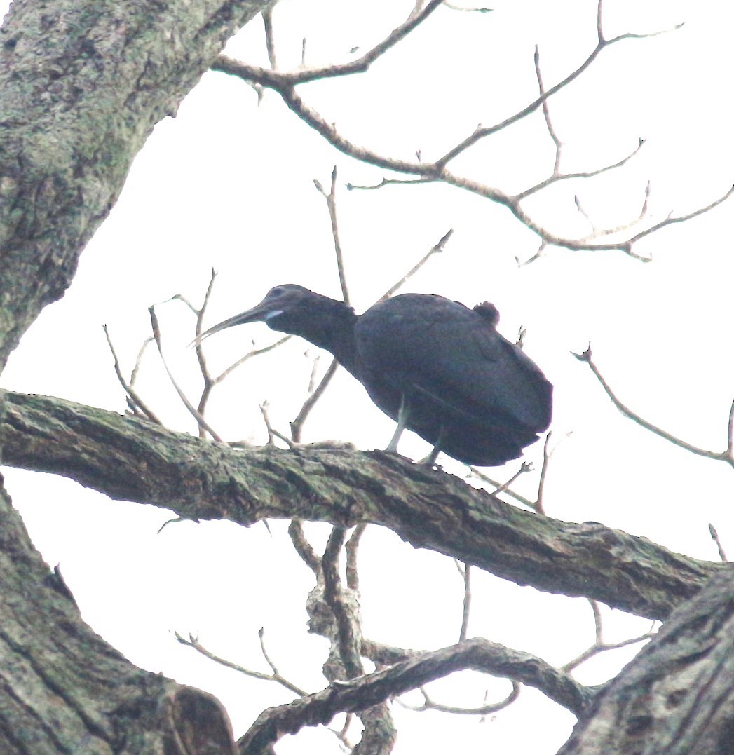 eBird Checklist - 17 Jun 2024 - Isla Vista Lago - 14 species