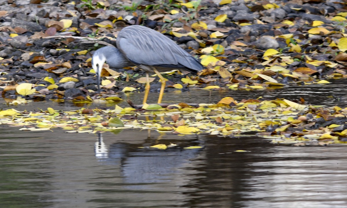 eBird Checklist - 30 Jun 2024 - Macintyre Brook at Coolmunda Dam Access ...
