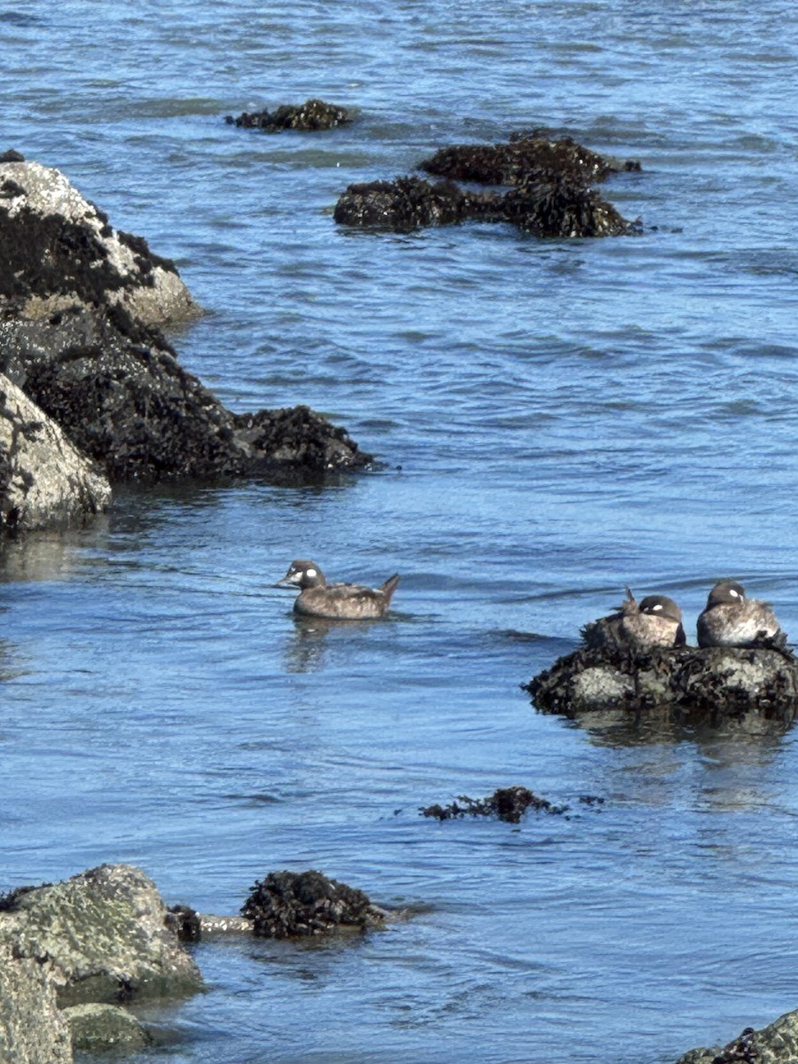 eBird Checklist - 2 Jul 2024 - Point St. George - 13 species