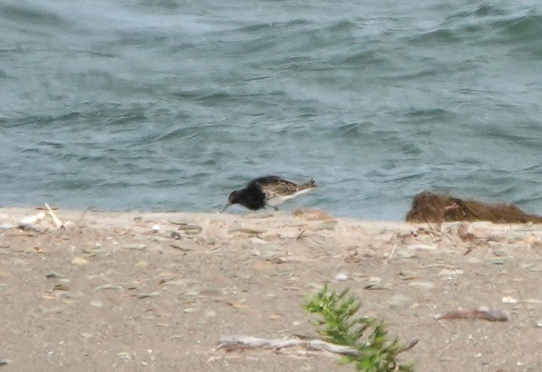 eBird Checklist - 2 Jul 2024 - Presque Isle SP--Gull Pt. - 16 species (+1 other taxa)