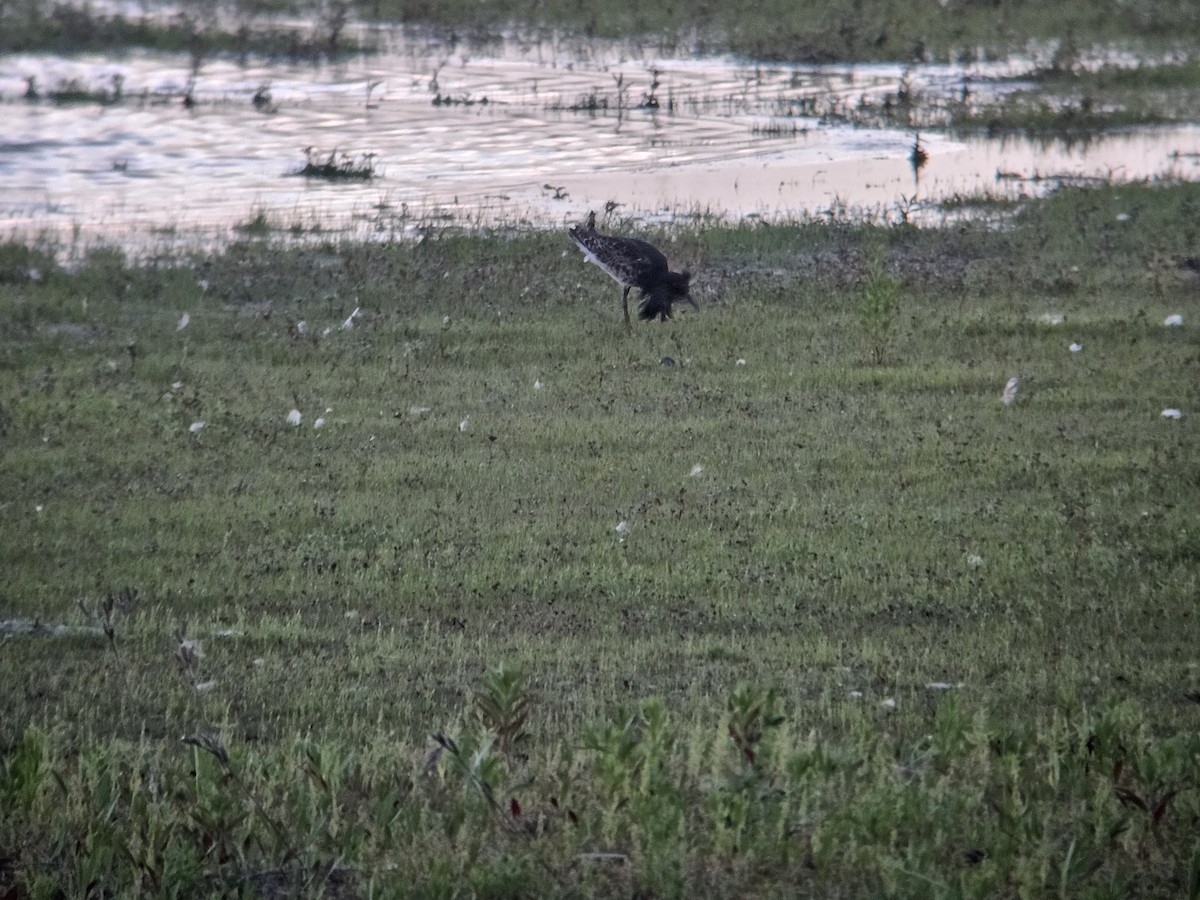 eBird Checklist - 2 Jul 2024 - Presque Isle SP--Gull Pt. - 29 species