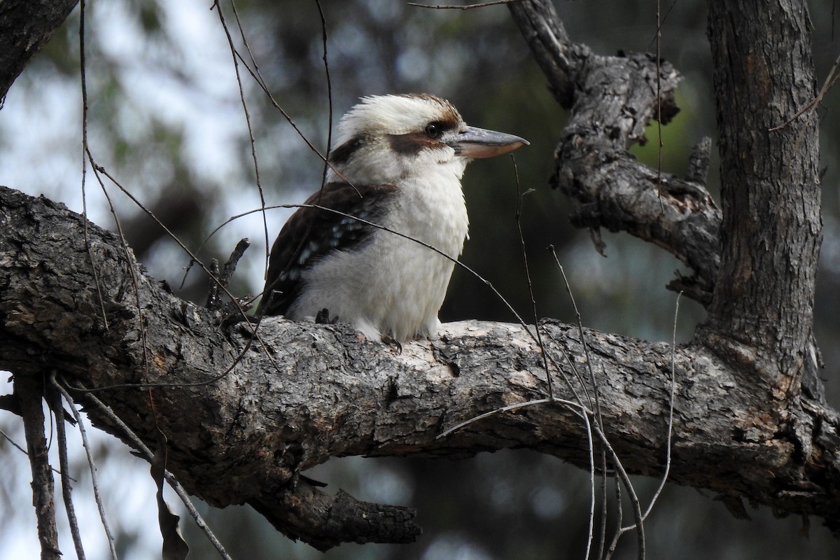 eBird Checklist - 3 Jul 2024 - Bundarra Road, Gilgai - 1 species