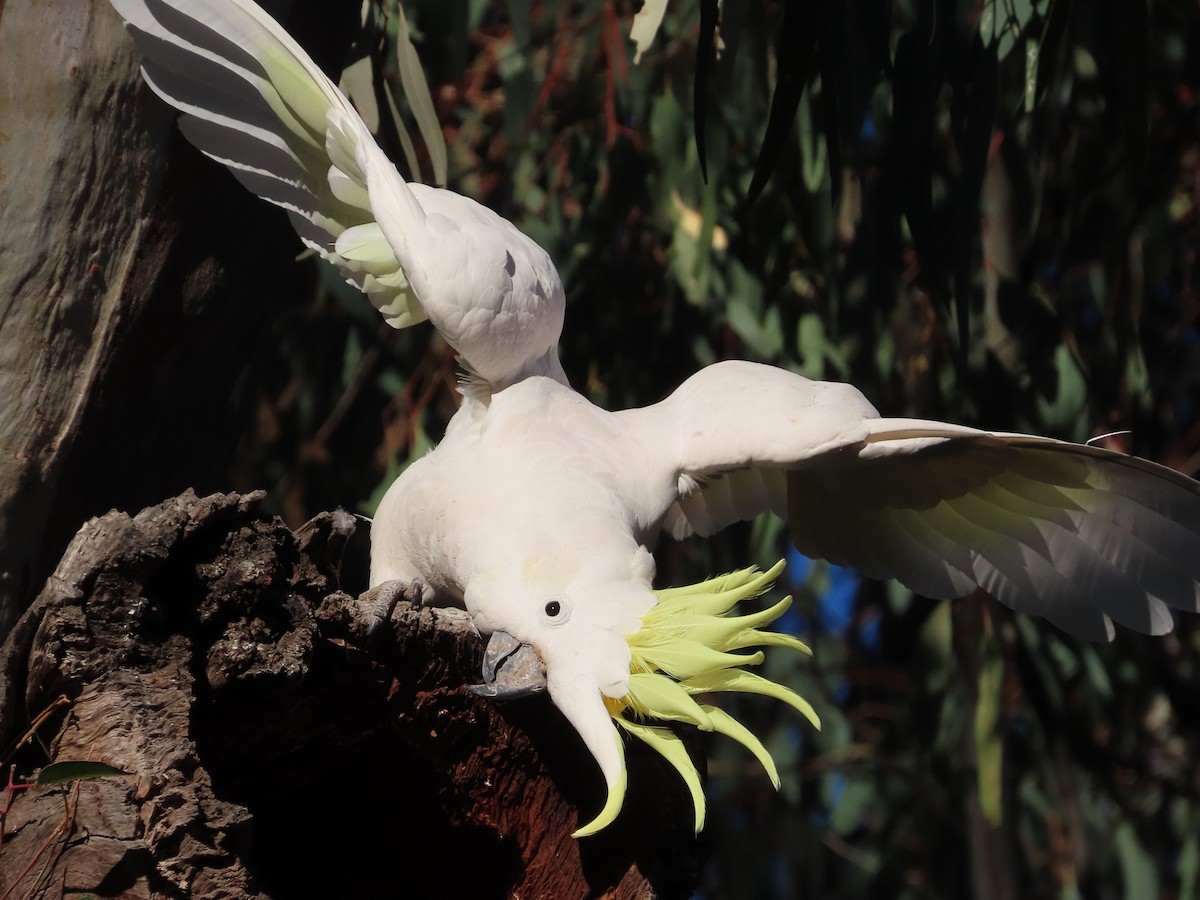 eBird Checklist - 3 Jul 2024 - Australian Botanic Gardens (Shepparton ...