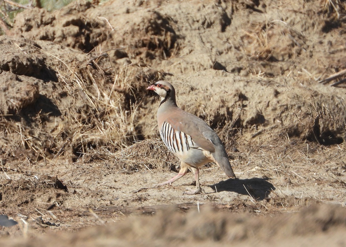 eBird Checklist - 3 Jul 2024 - Cameo & Coal Canyon - 15 species