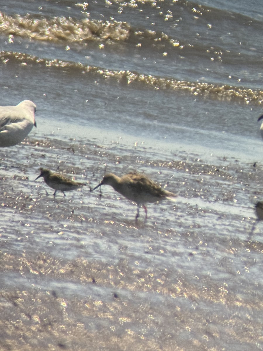 eBird Checklist - 3 Jul 2024 - Port Mahon Rd. - 12 species