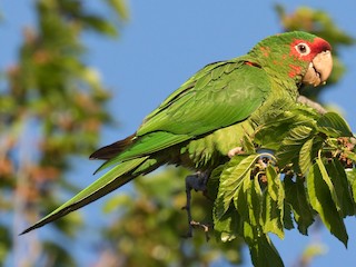 Mitred Parakeet - eBird
