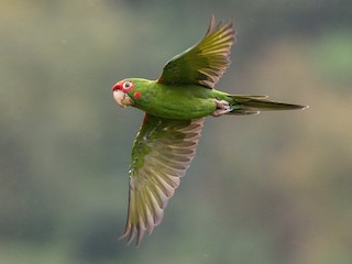 Mitred Parakeet - eBird