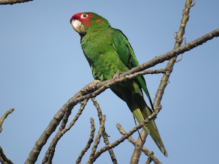 Mitred Parakeet - eBird