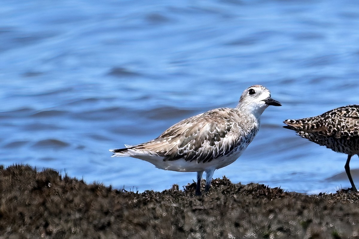 eBird Checklist - 3 Jul 2024 - 501 Edmunds Ave, Union Beach US-NJ 40. ...