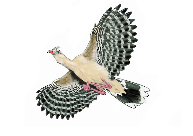 Flighted Are Red Legged Seriema Red Legged Seriema | Bird | Britannica