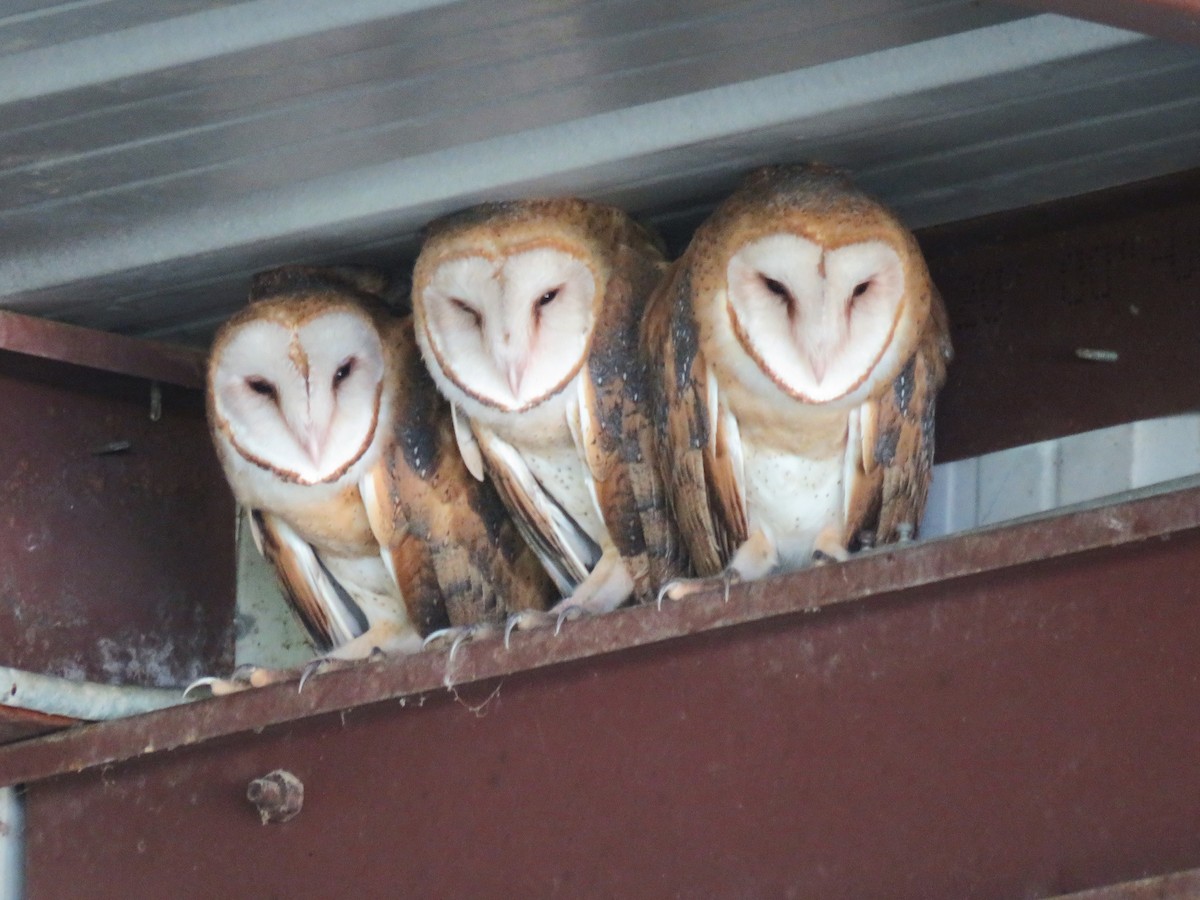 North Carolina Bird Atlas Checklist - 3 Jul 2024 - Timothy SE: 435–495 ...