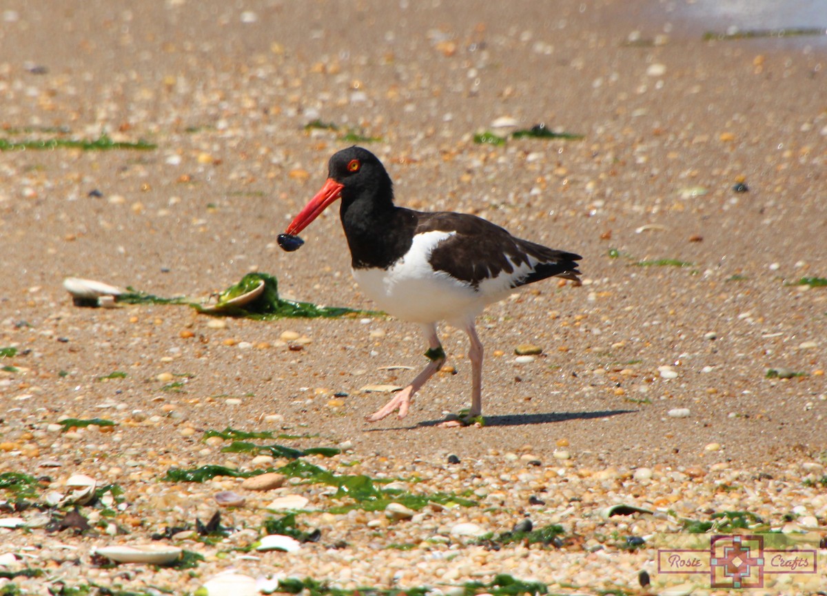 eBird Checklist - 2 Jul 2024 - Sandy Hook - 38 species (+1 other taxa)