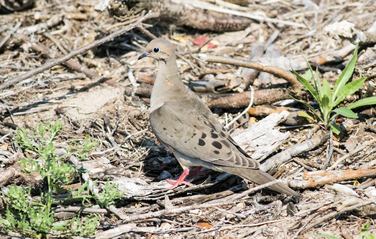 Pennsylvania Bird Atlas Checklist - 3 Jul 2024 - Presque Isle SP--Gull Pt. - 52 species