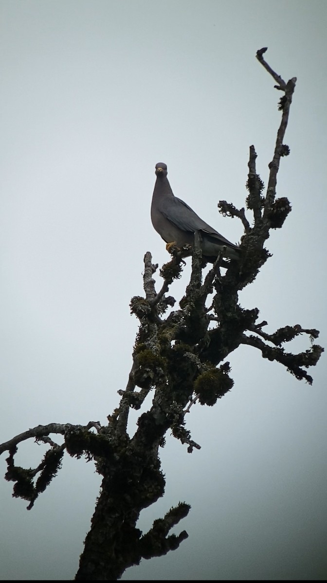 eBird Checklist - 3 Jul 2024 - Billy Frank Jr. Nisqually NWR - 62 ...
