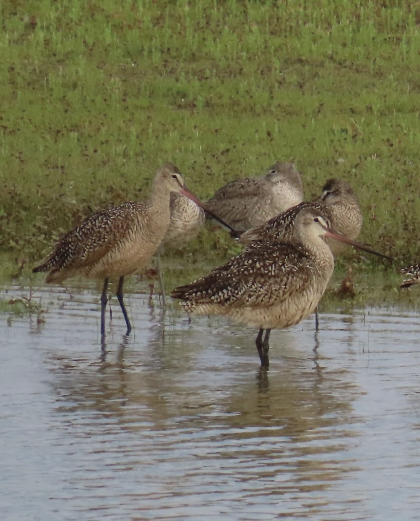 Pennsylvania Bird Atlas Checklist - 3 Jul 2024 - Presque Isle SP--Gull Pt. - 49 species
