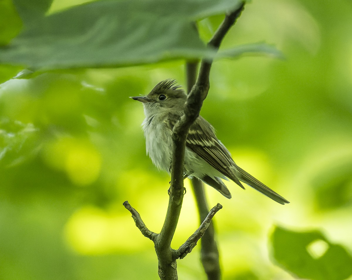 eBird Checklist - 4 Jul 2024 - G.R. Thompson WMA--Trillium Trail - 30 ...