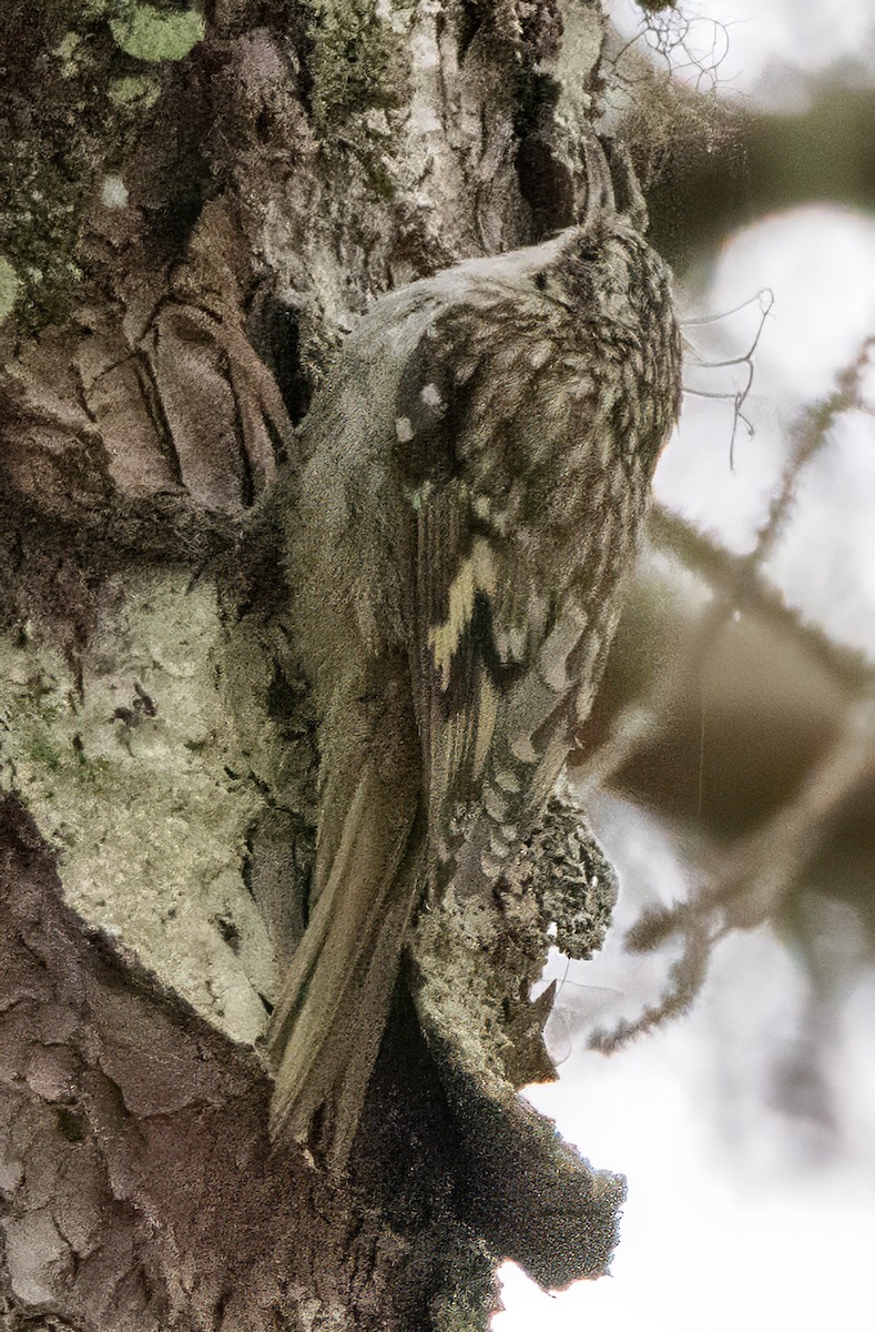 eBird Checklist - 24 Jun 2024 - Lowell Point SRS - 5 species