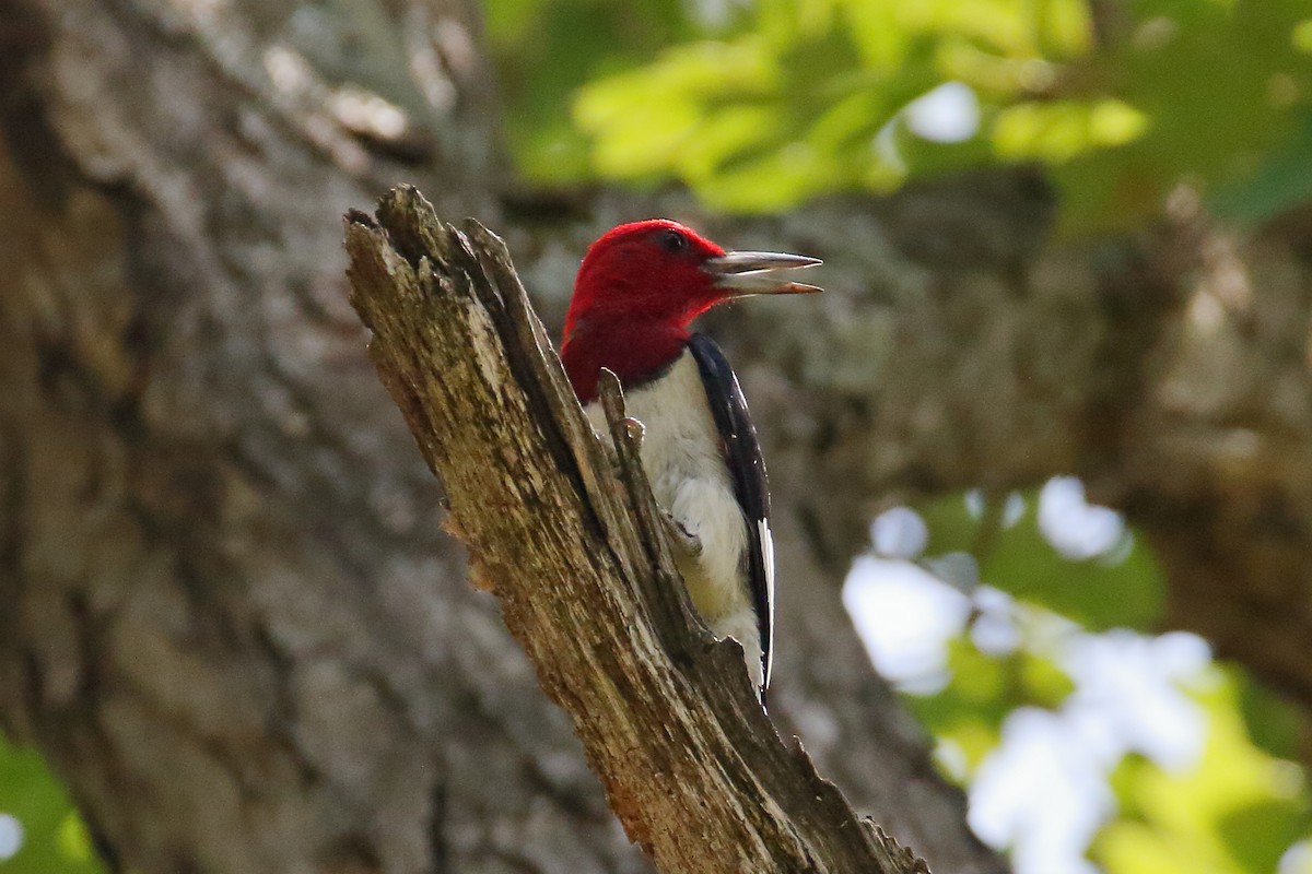 Pennsylvania Bird Atlas Checklist - 4 Jul 2024 - Gettysburg NMP - 31 ...