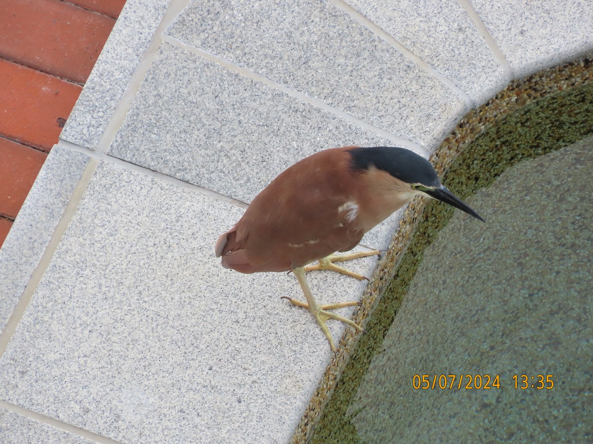 eBird Checklist - 5 Jul 2024 - Royal Harbour Cairns Esplanade. Birds ...