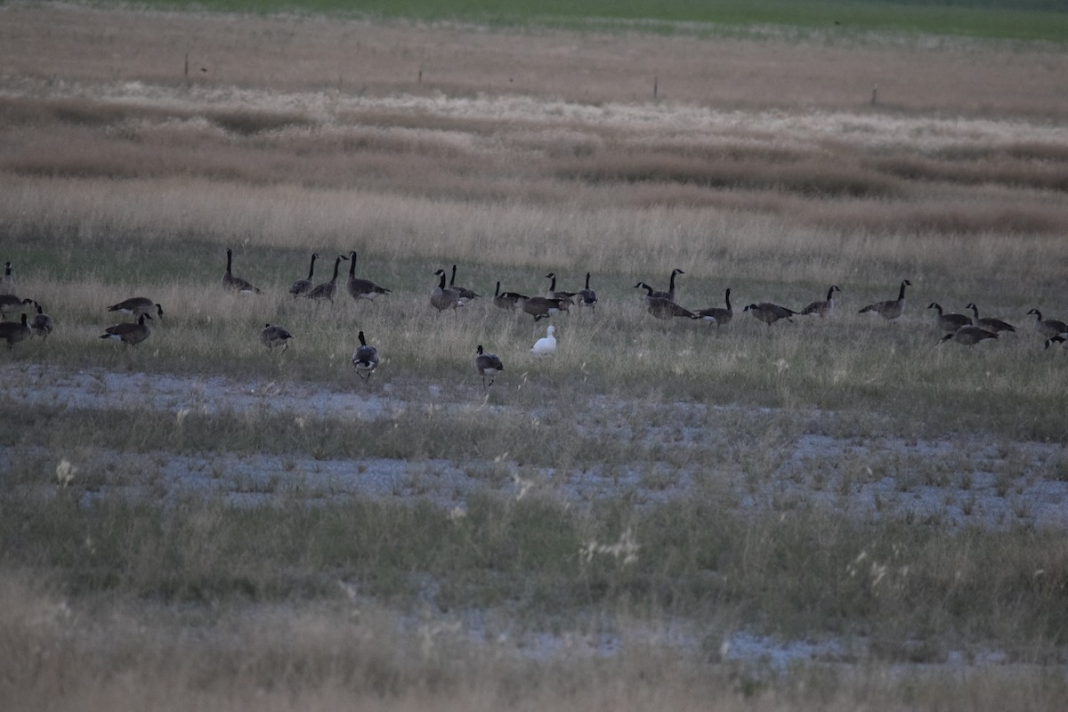 eBird Checklist - 4 Jul 2024 - Antelope Island SP--Causeway - 25 species