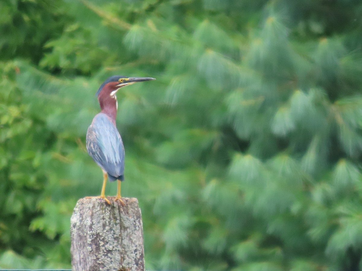 Pennsylvania Bird Atlas Checklist - 4 Jul 2024 - Alburtis Rd. Retention Ponds - 13 species