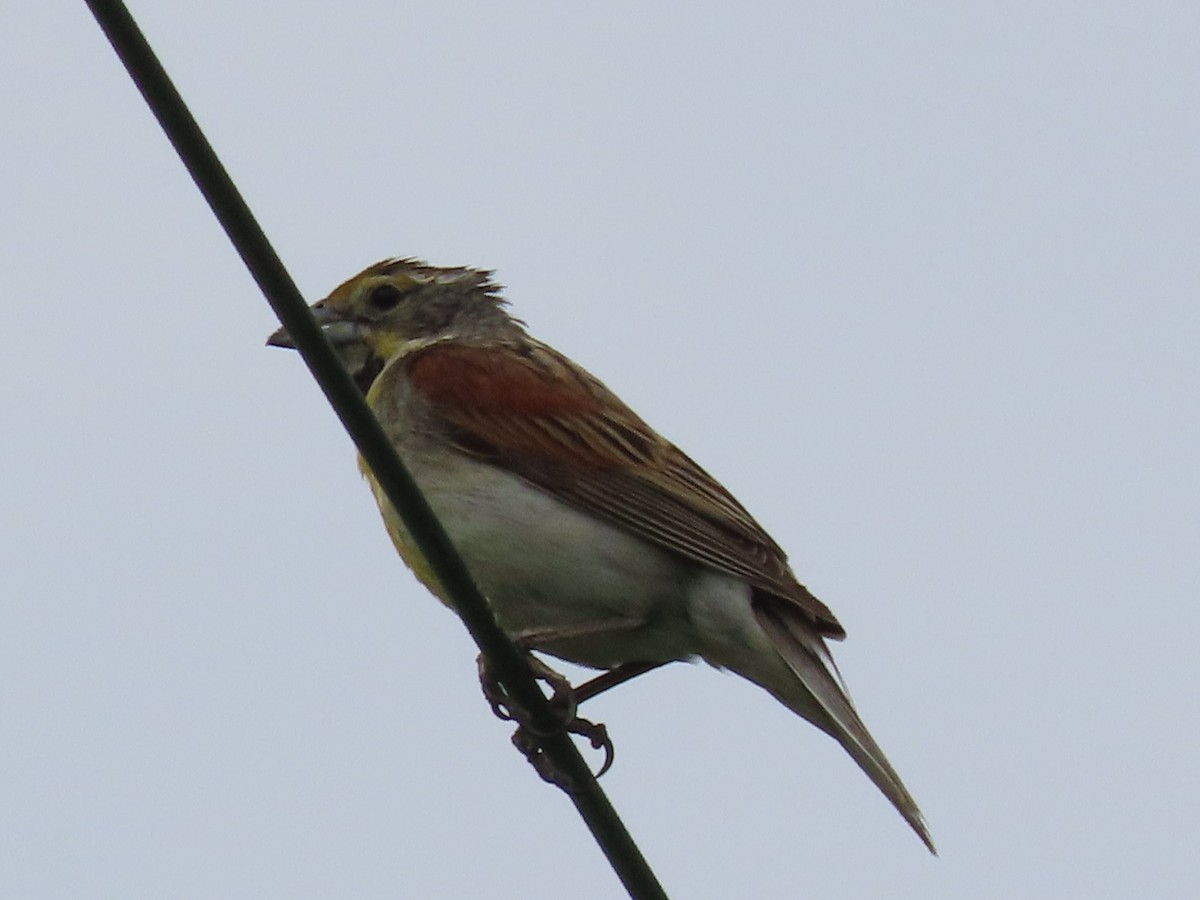 Pennsylvania Bird Atlas Checklist - 4 Jul 2024 - Siegfriedale Rd. - 11 ...