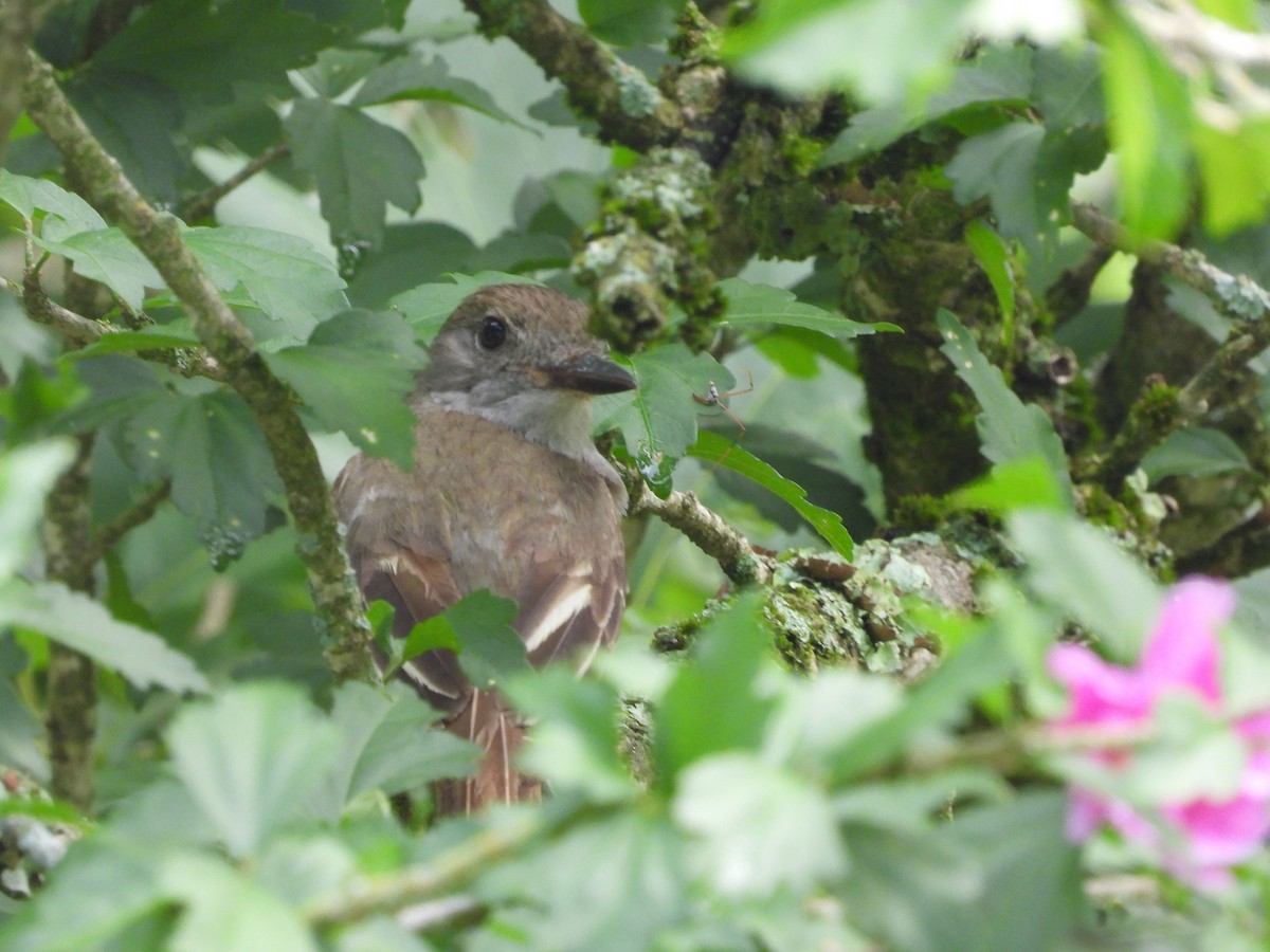 eBird Checklist - 4 Jul 2024 - Big Spring Drive, Lexington (Lavender ...