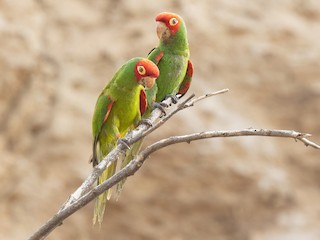 Red-masked Parakeet - eBird