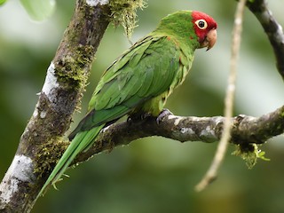 Red-masked Parakeet - eBird